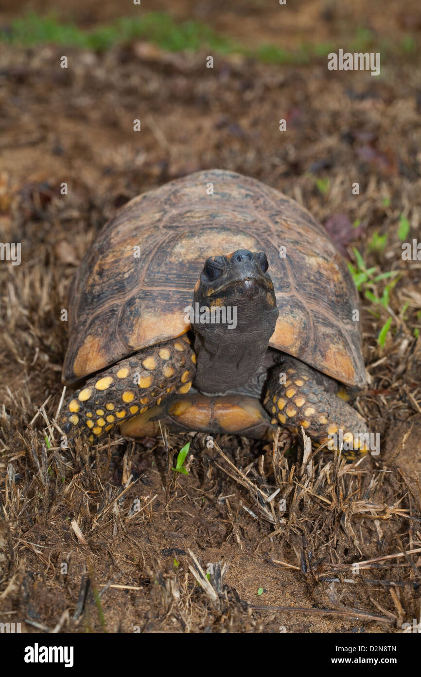 Yellow Footed Tortoise Stock Photos & Yellow Footed Tortoise Stock ...