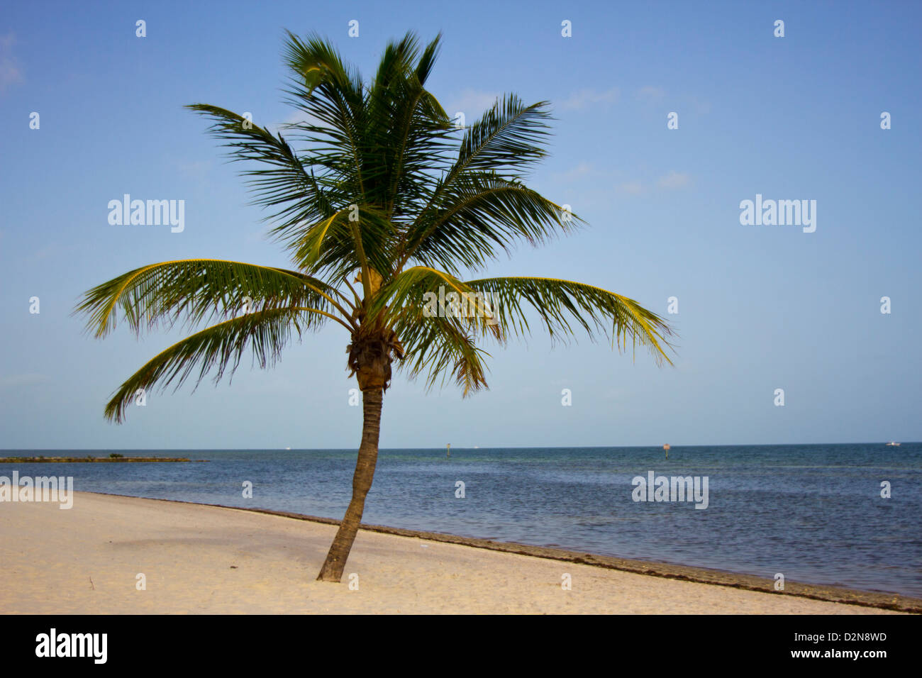 Palm Tree in Key West Stock Photo - Alamy