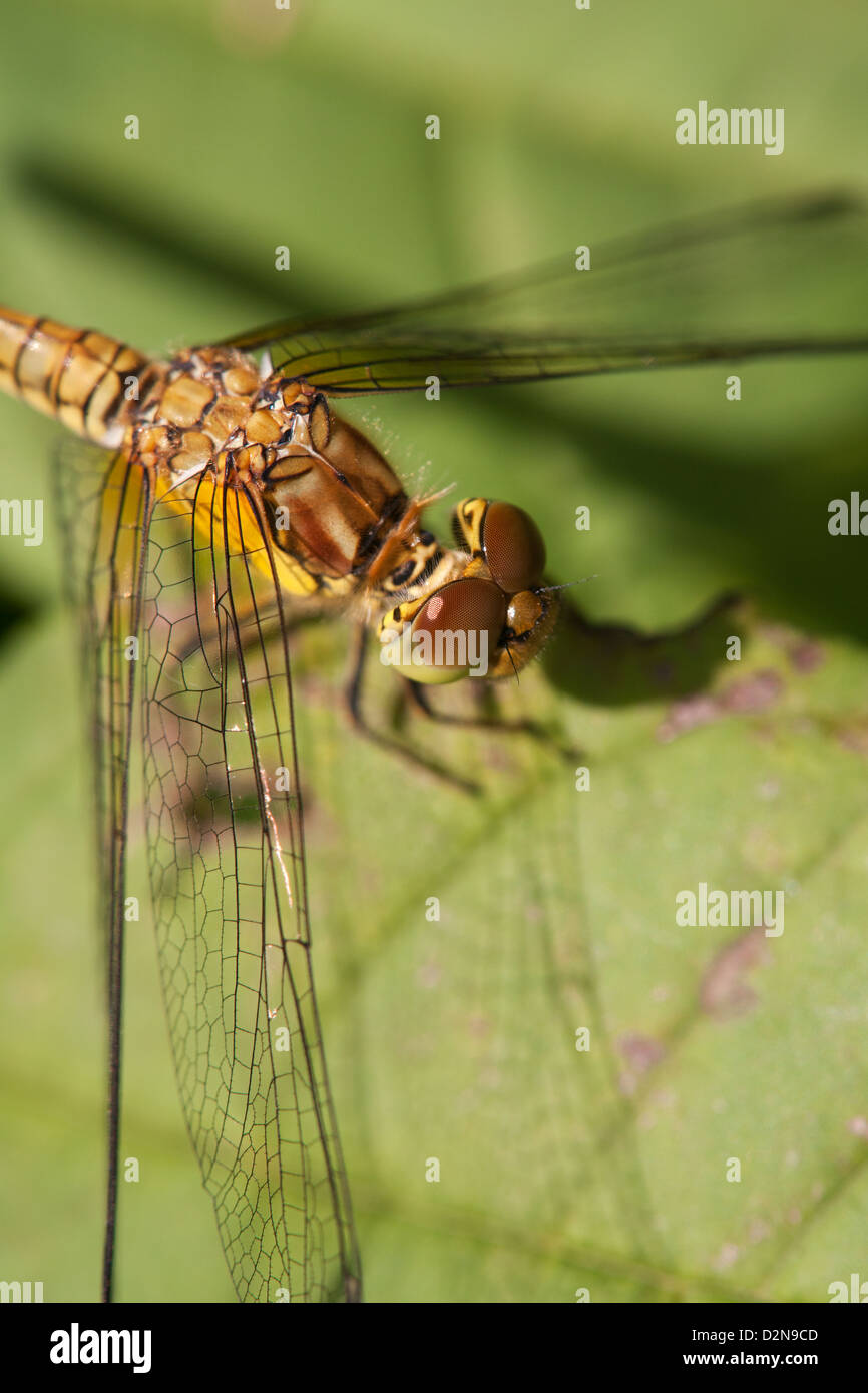 Common Darter Sympetrum striolatum close-up adult female at rest Stock ...