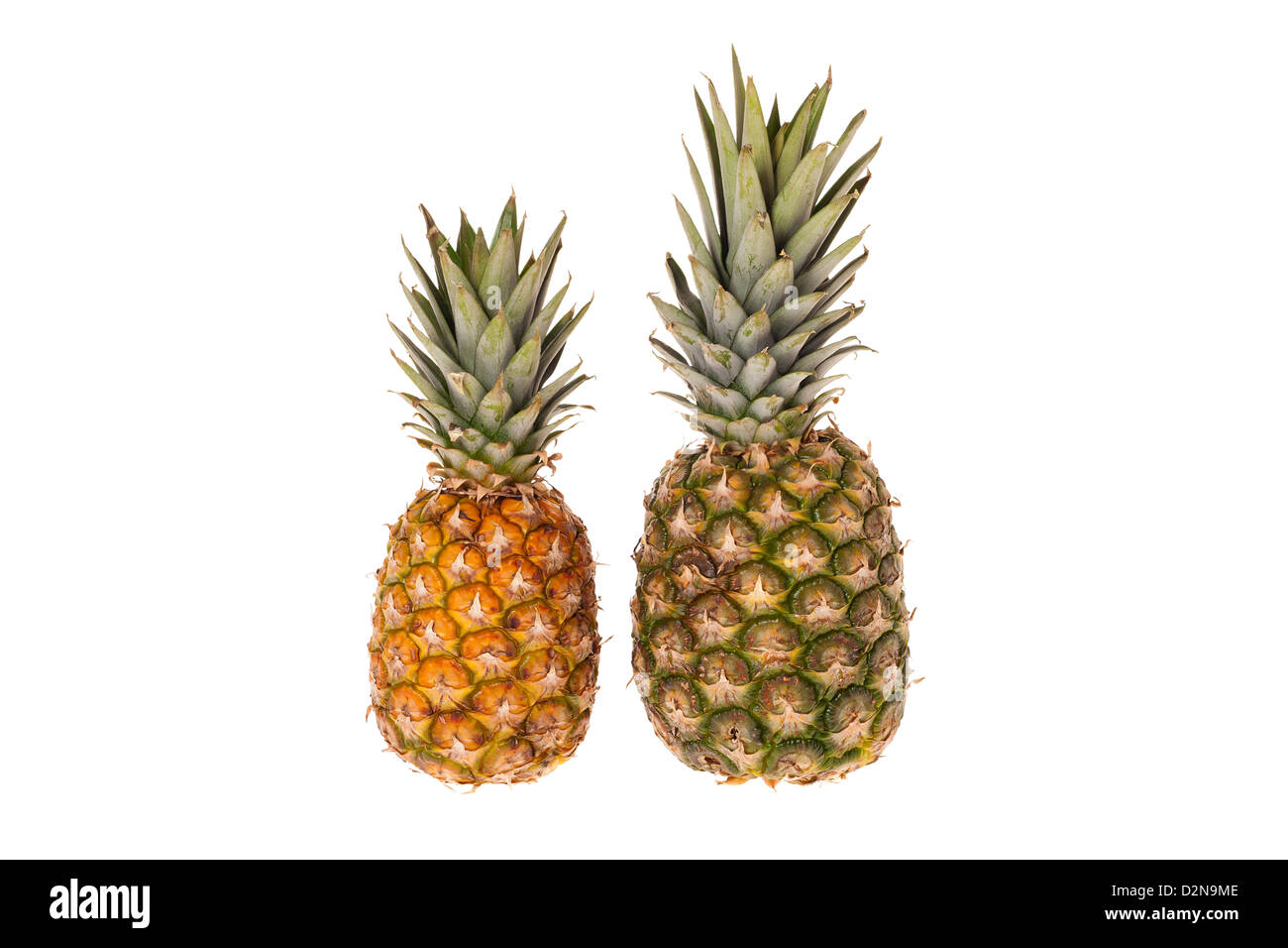 Two whole pineapple fruits, a small and a large standing in front of ...