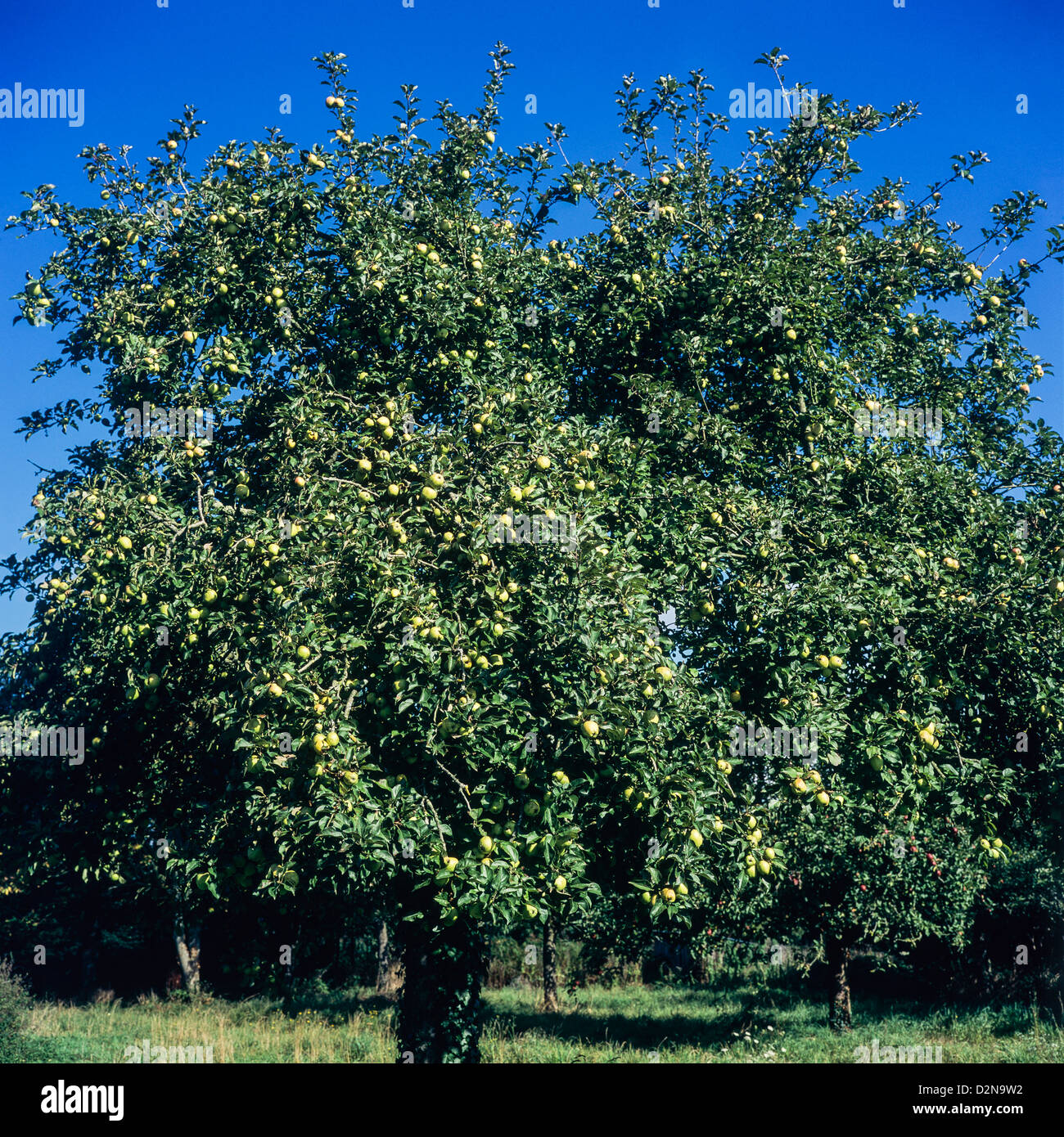 Apple tree with full crop of ripe apples Brittany France Stock Photo ...