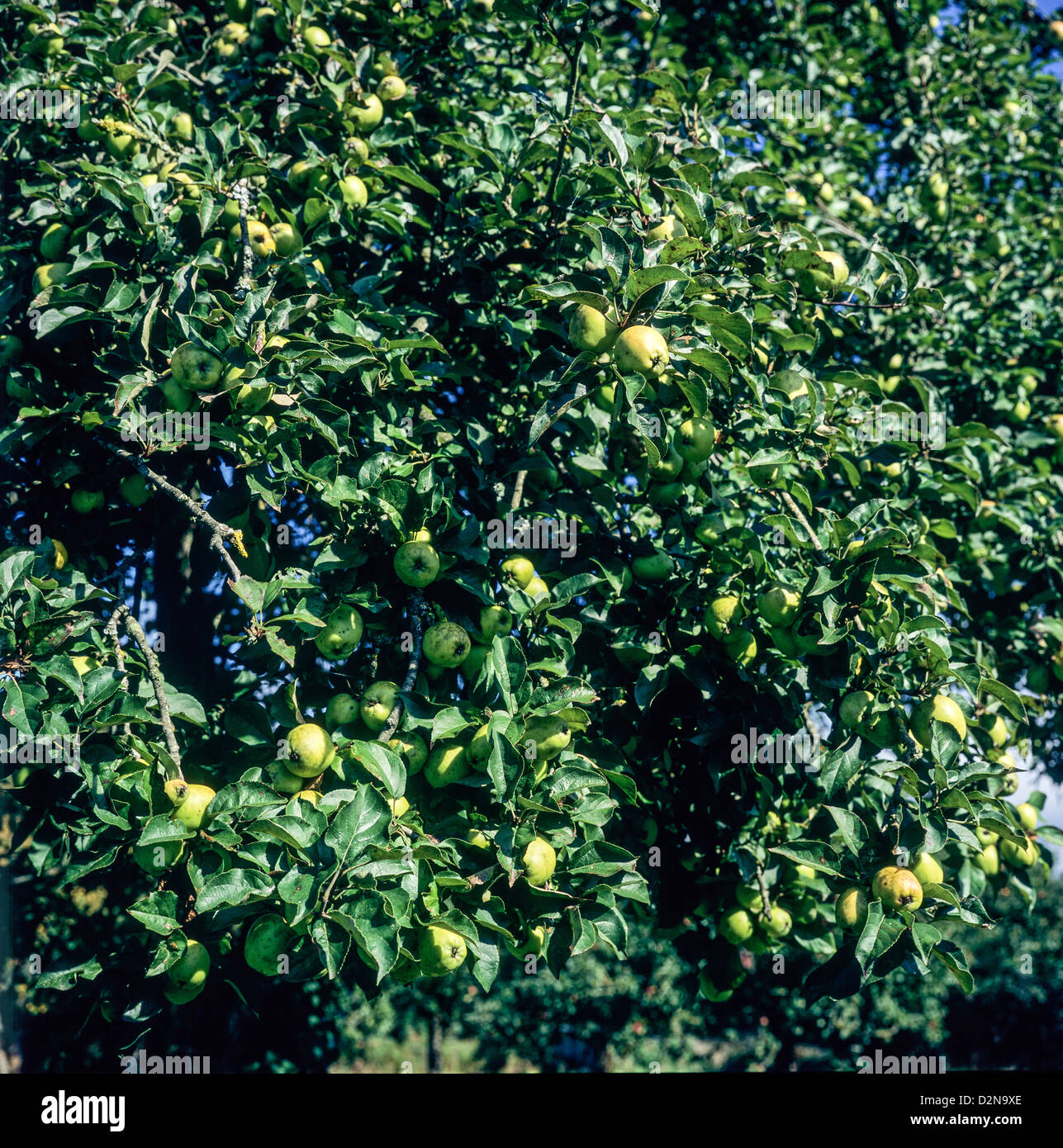 Apple tree with full crop of ripe apples Brittany France Stock Photo ...