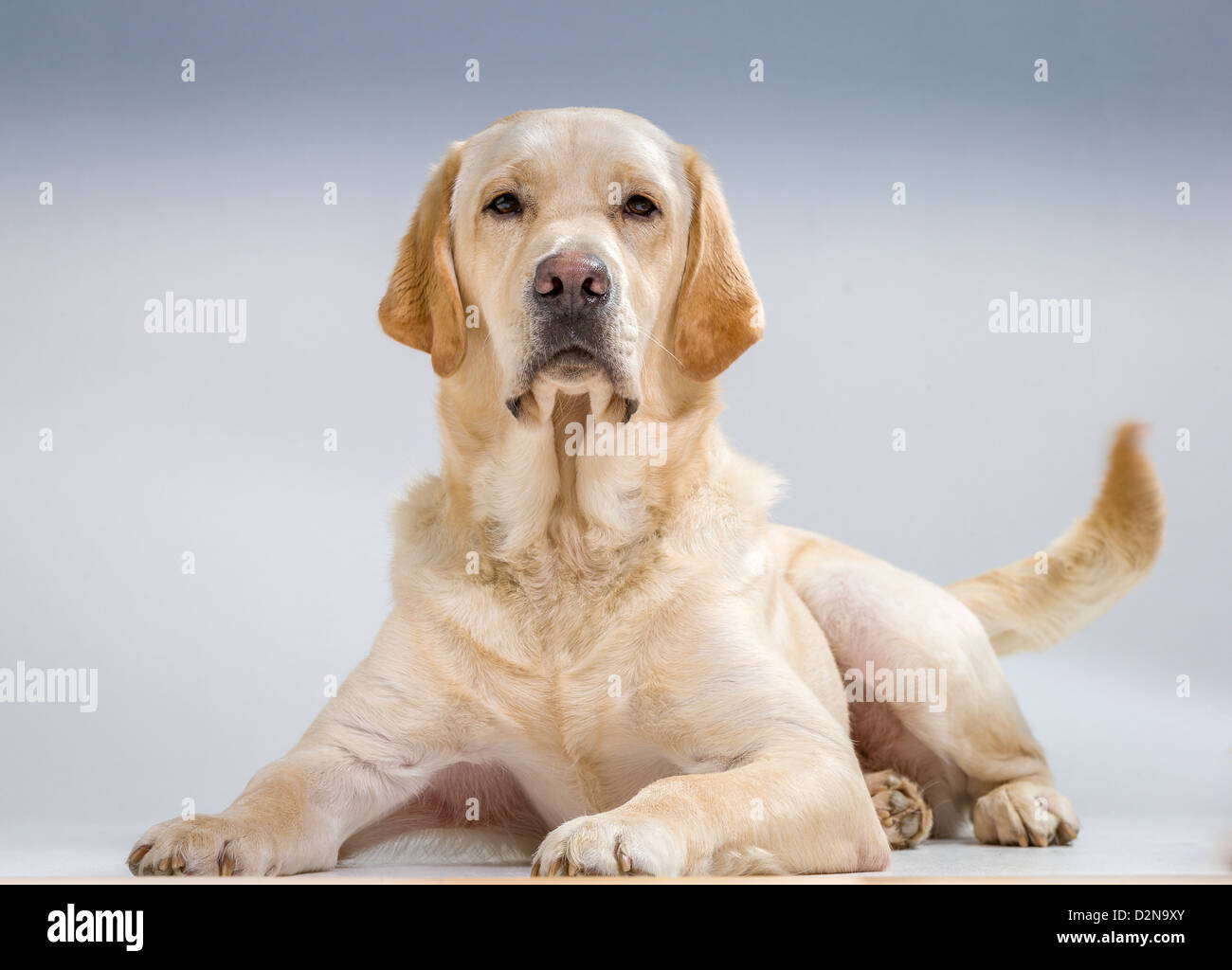 Portrait of White Labrador Retriever lying down. Male guide dog for the ...