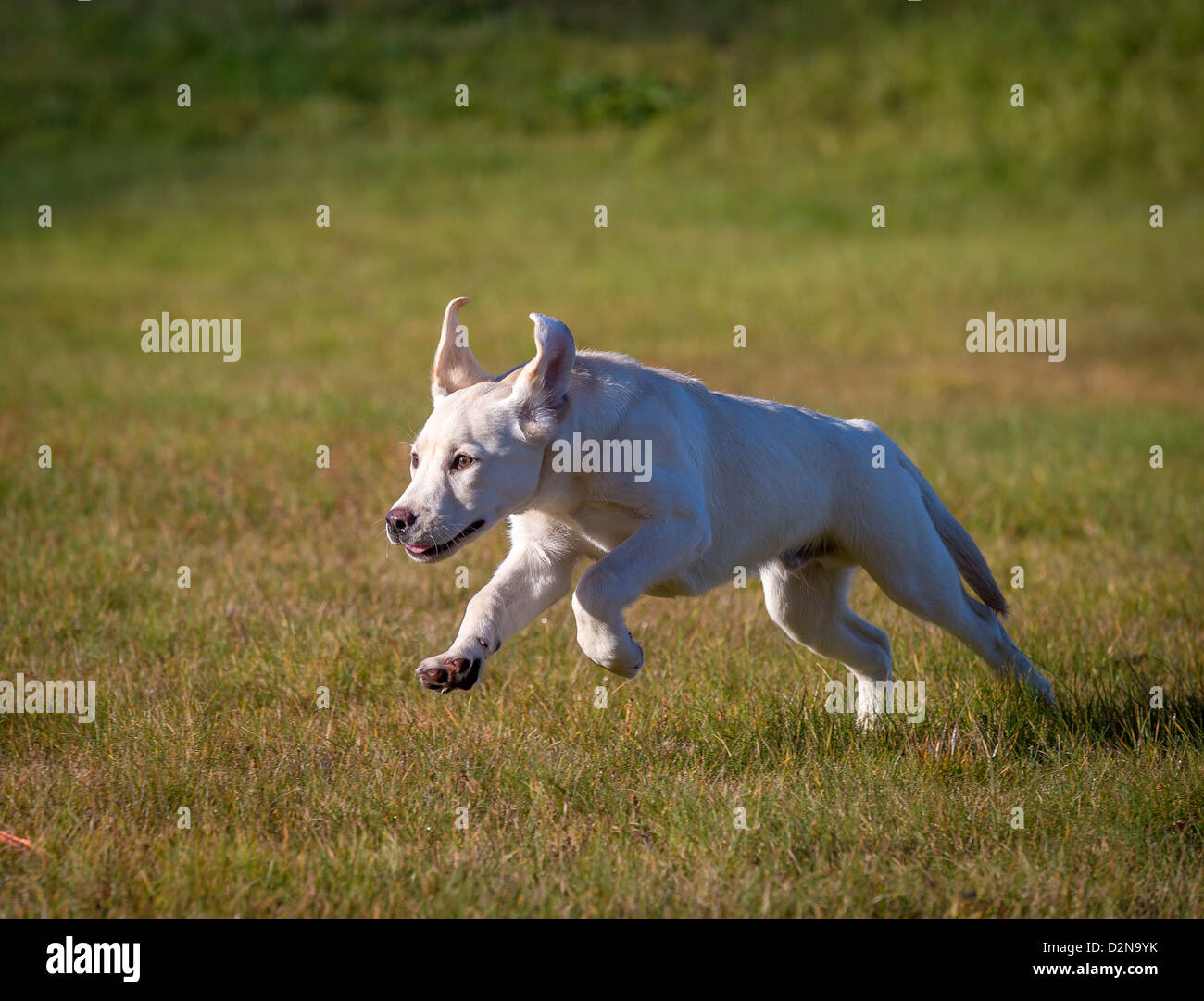 Yellow Labrador Retriever running. Young guide dog for the blind in ...