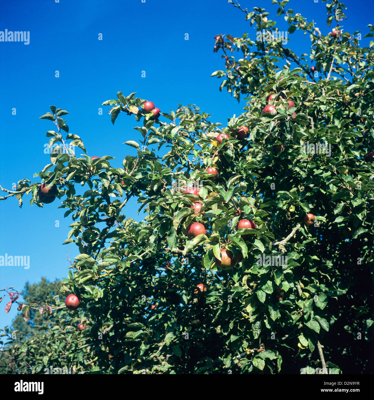 Apple tree with full crop of ripe apples Brittany France Stock Photo ...