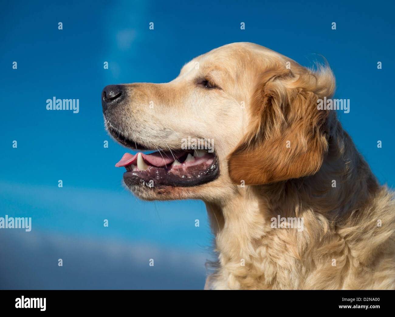 Male golden retriever hi-res stock photography and images - Alamy