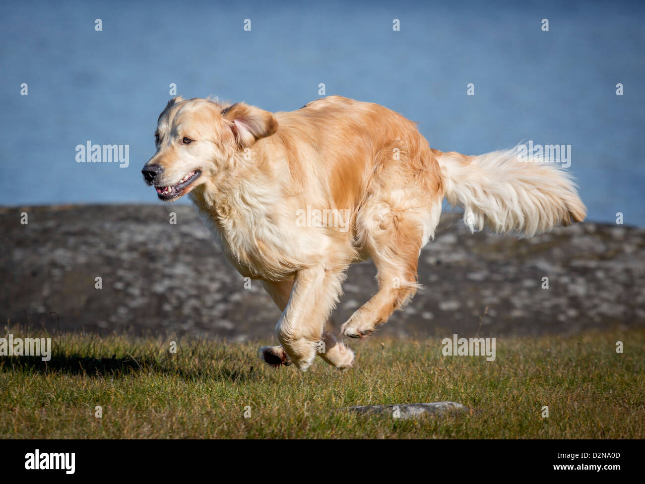 Golden Retriever running. Young male guide dog for the blind Stock ...