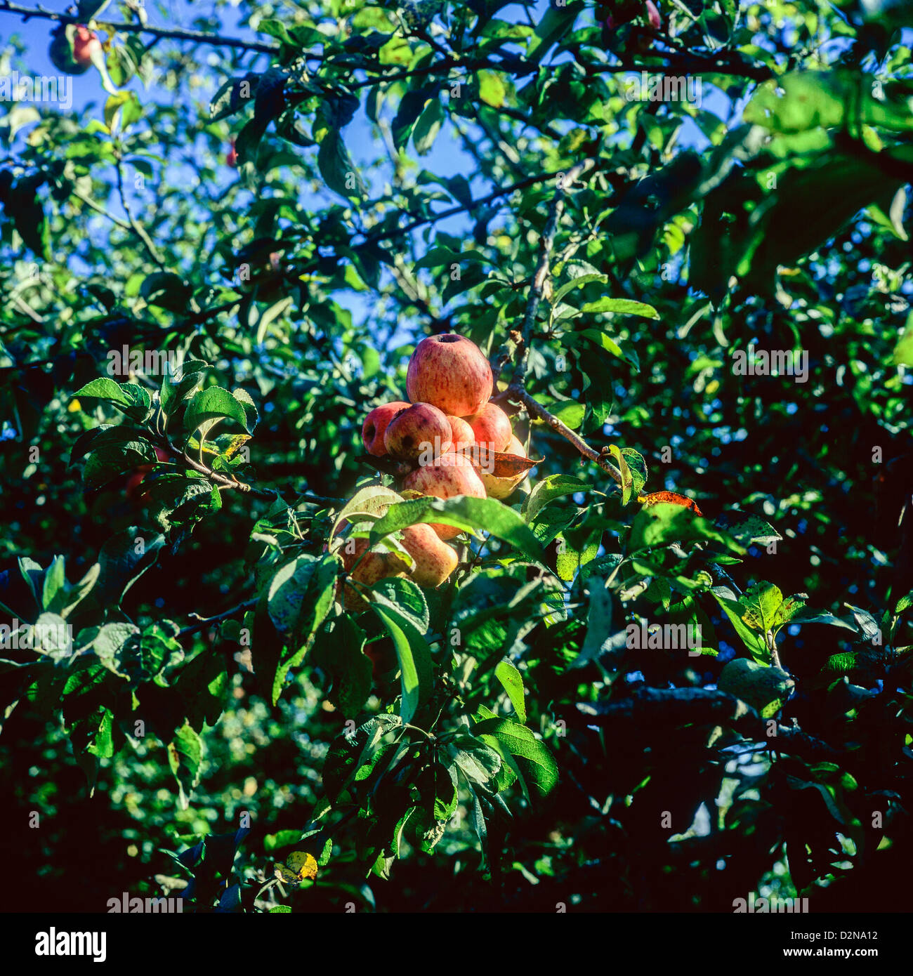 Apple tree with crop of ripe apples Brittany France Stock Photo - Alamy