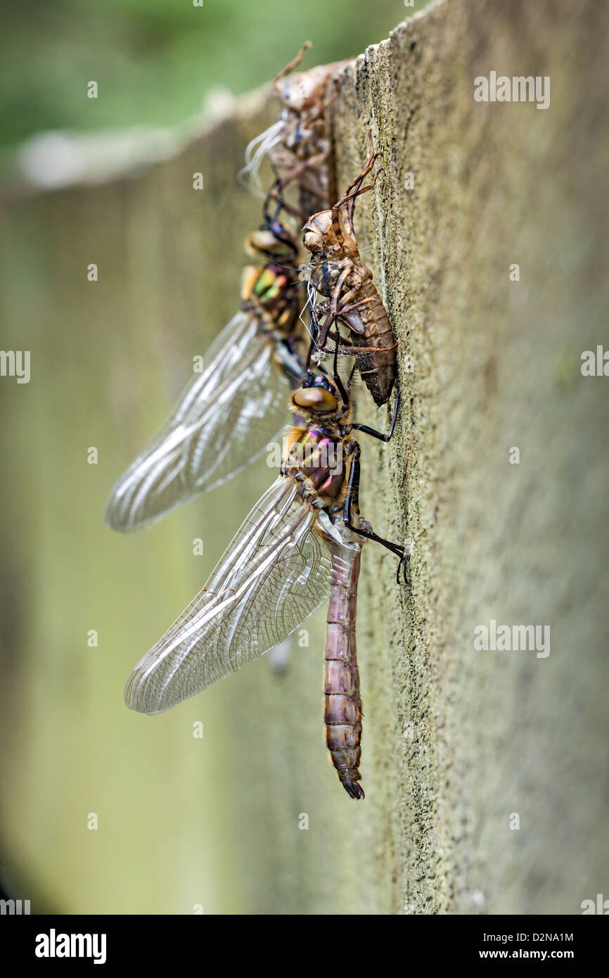 A pair of emerging Downy Emerald dragonflies cling to their exuvia's as ...