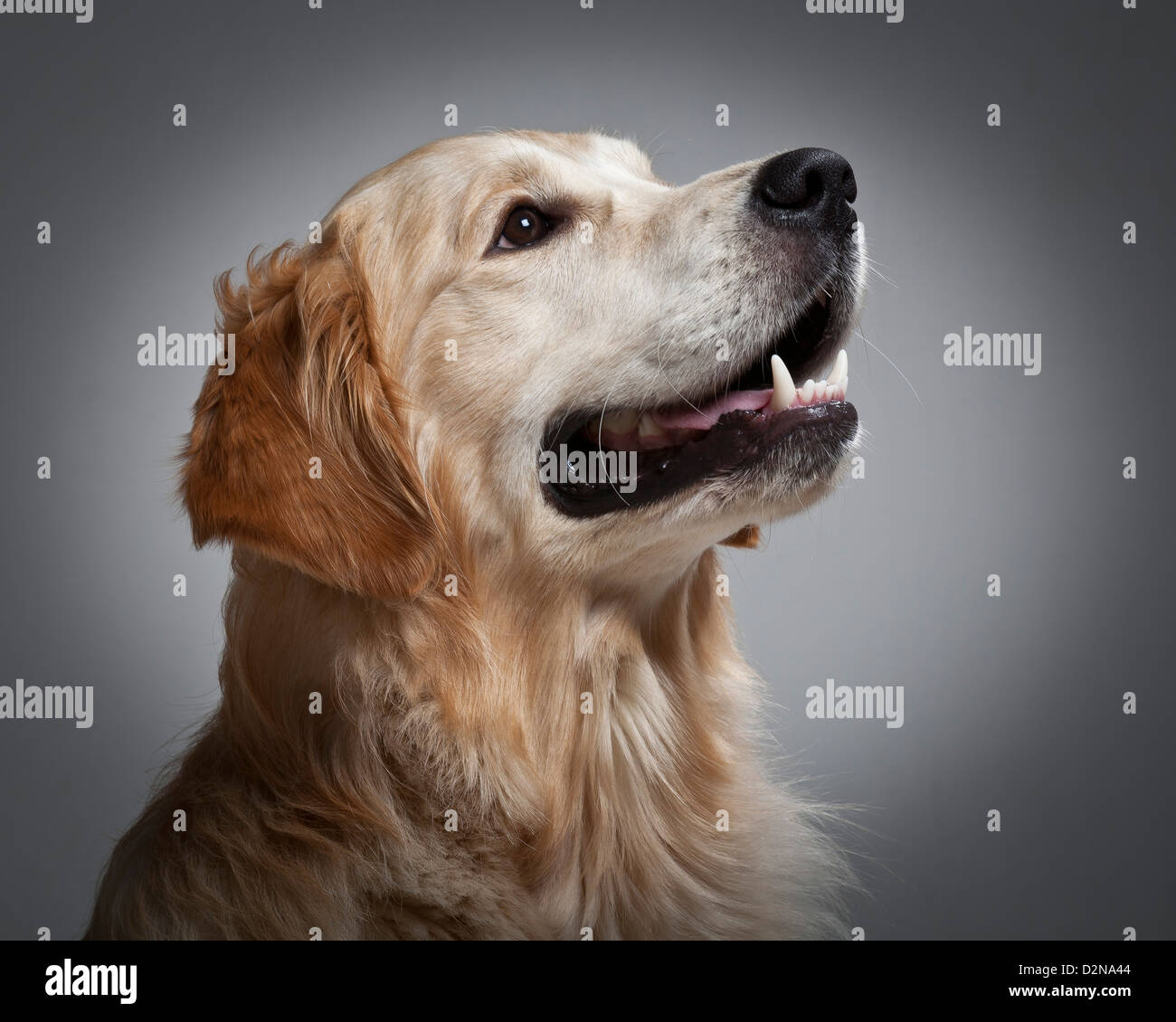 Male golden retriever hi-res stock photography and images - Alamy