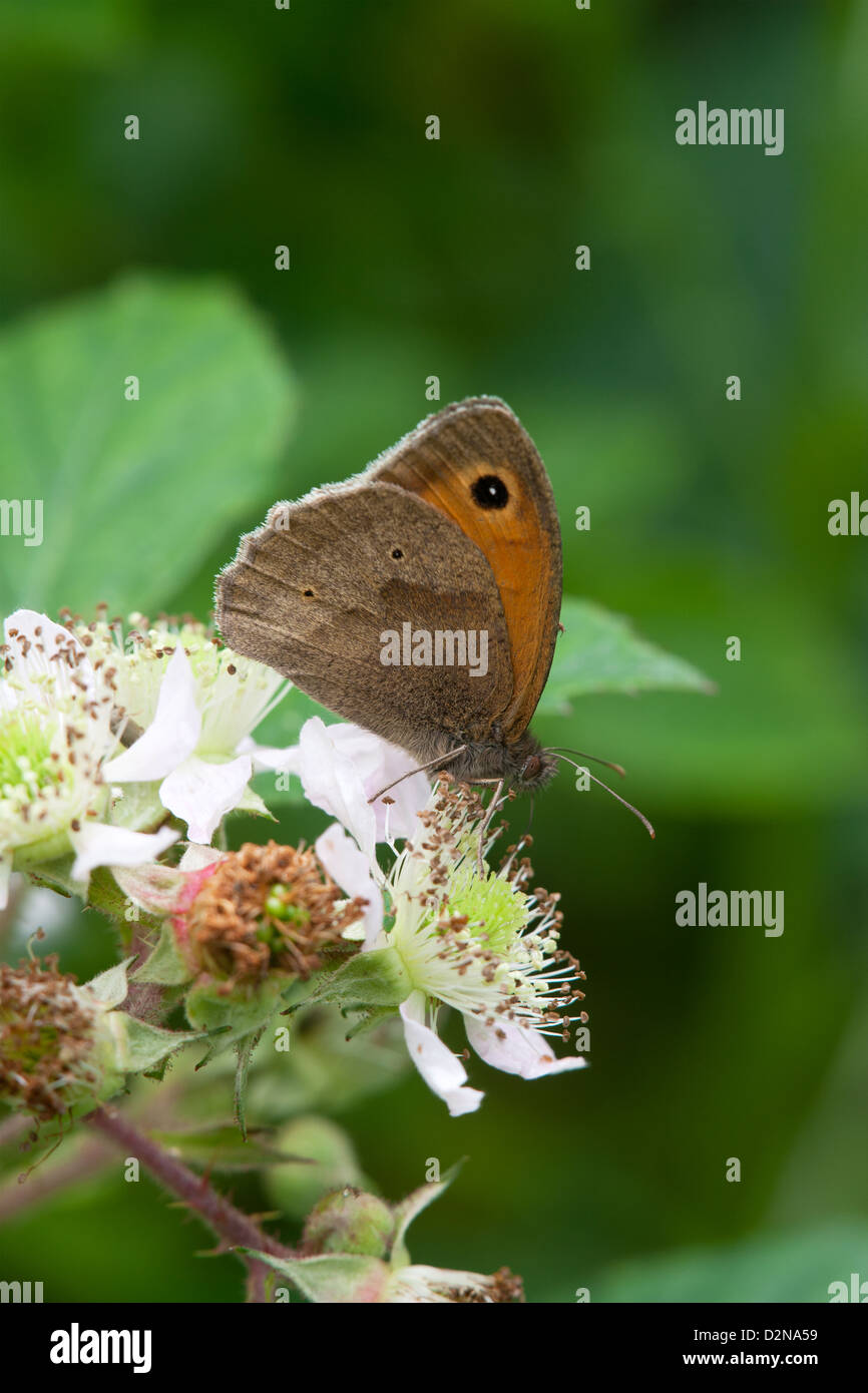 Adult butterfly hi-res stock photography and images - Alamy