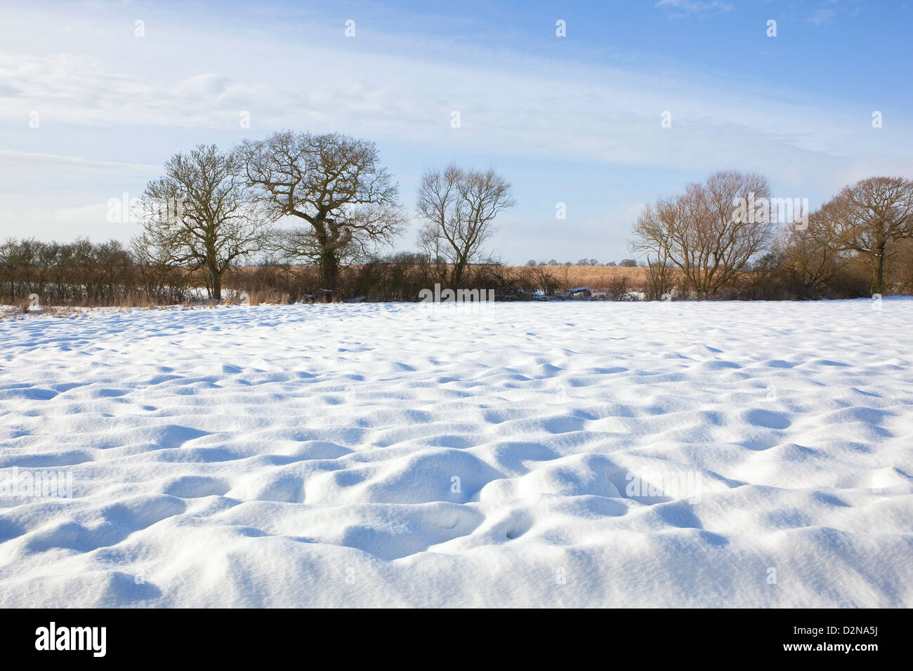 A row of oak trees in a hedgerow with snow covered arable fields under ...