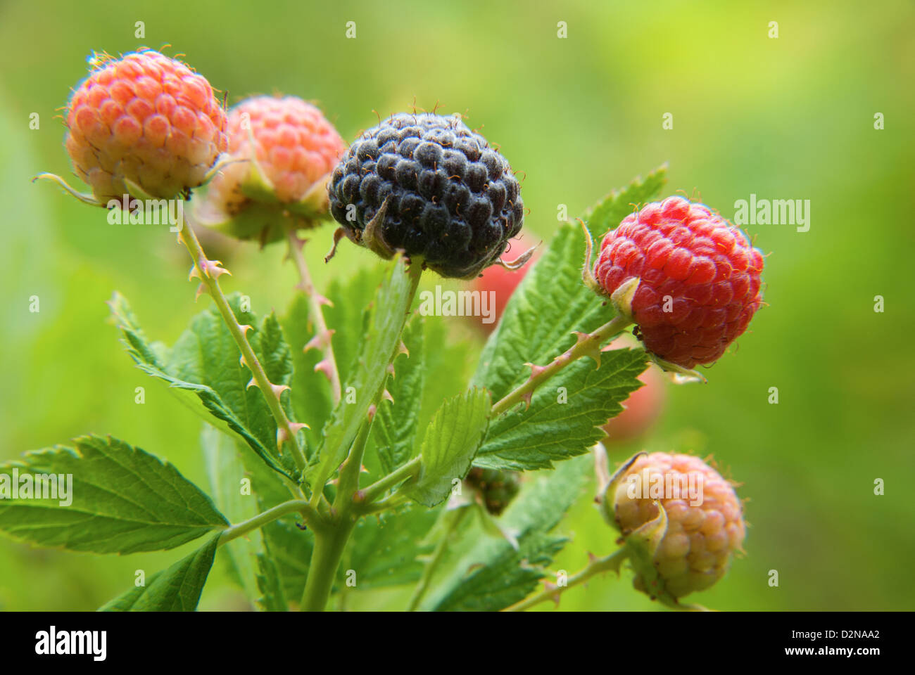 Black raspberry, Kalmiopsis Wilderness, Oregon Stock Photo - Alamy