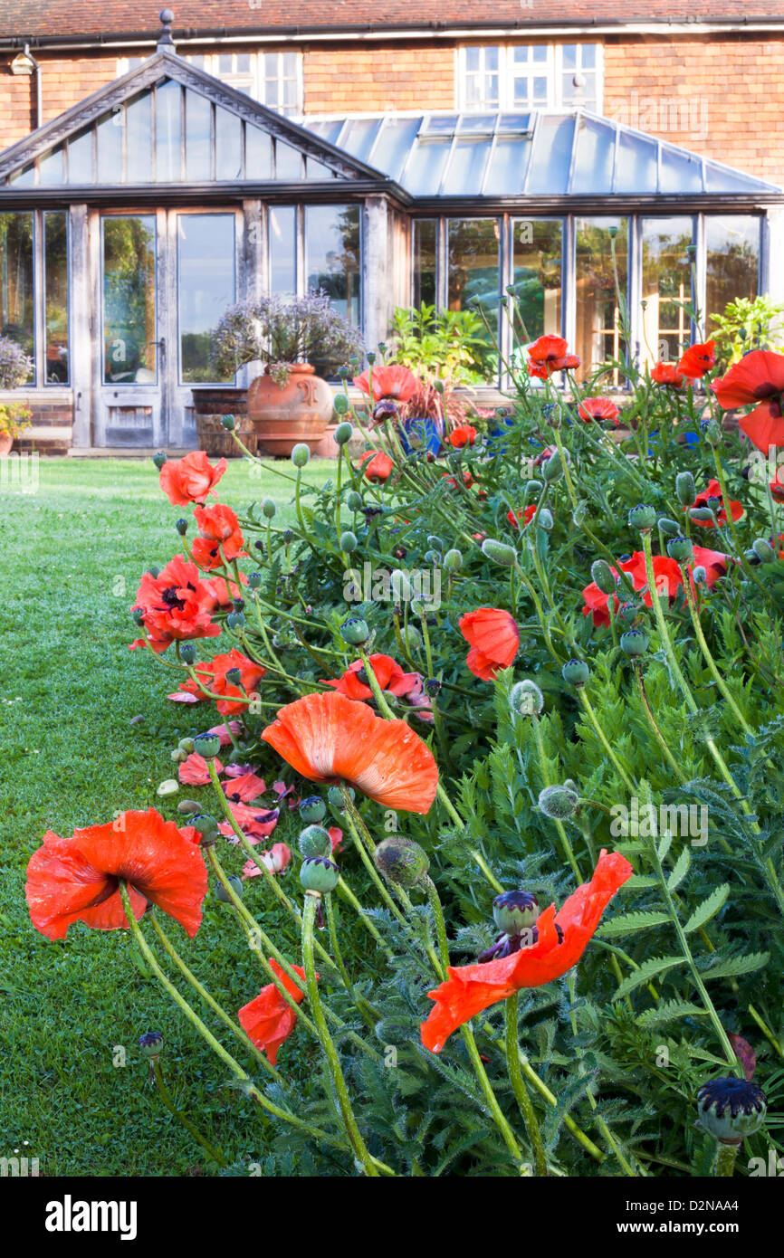 Herbaceous border in June with poppies just opened - Papaver orientale ...