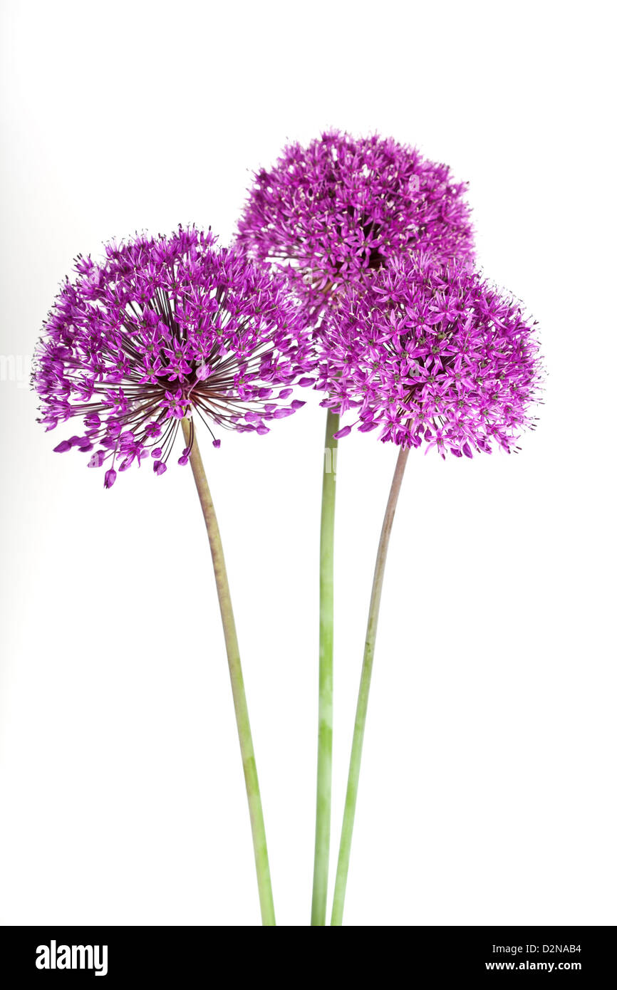 Allium hollandicum 'Purple Sensation' Flower isolated on white ...