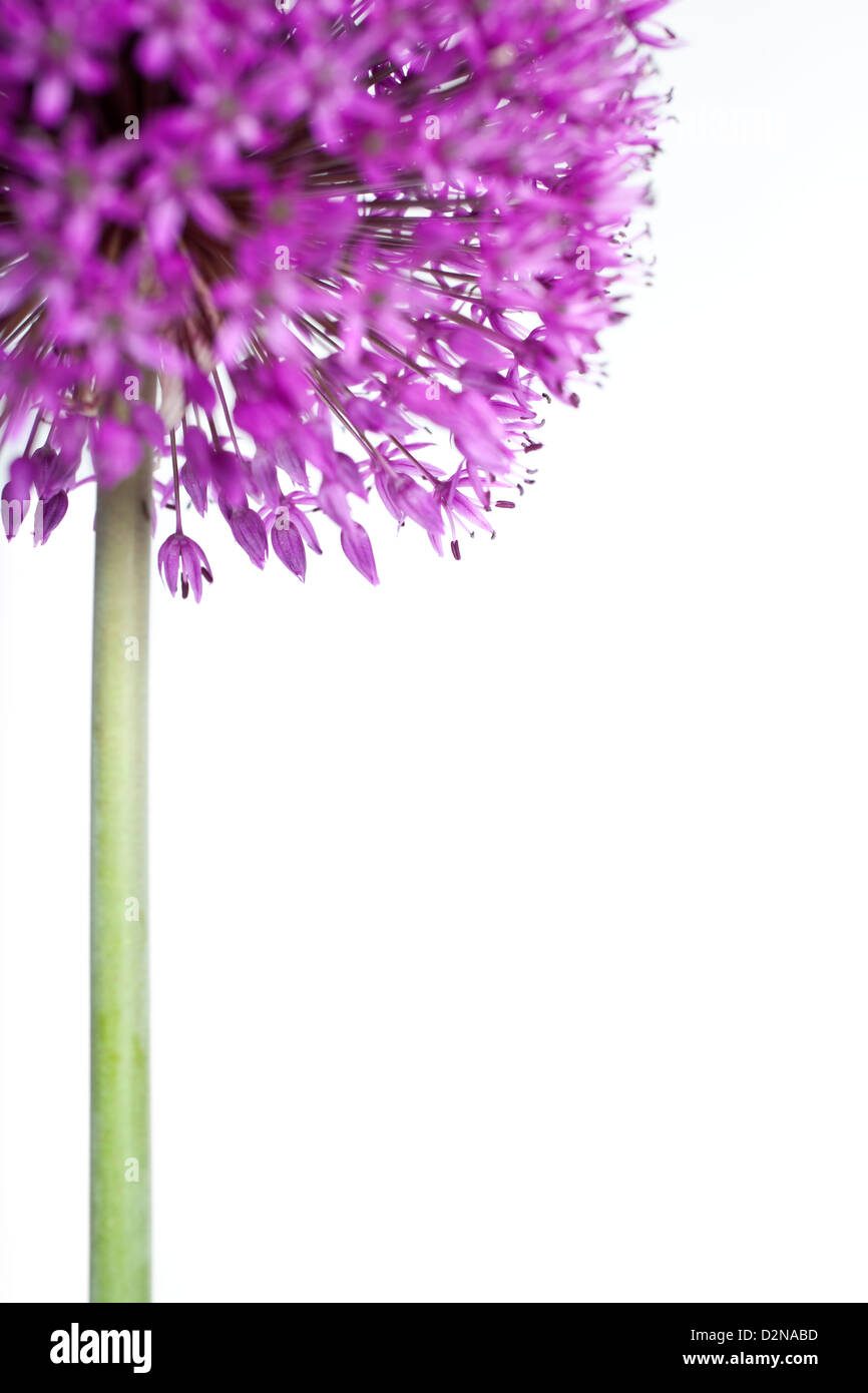 Allium hollandicum 'Purple Sensation' Flower isolated on white ...