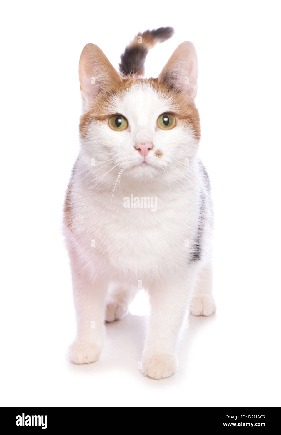 Cat cute studio hi-res stock photography and images - Alamy