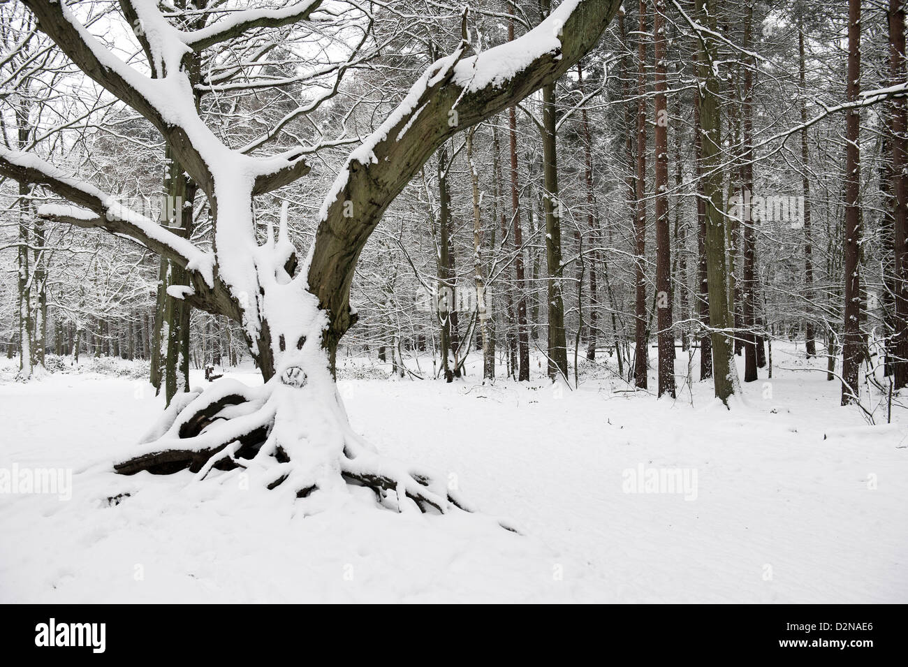 Snow covered woodland Stock Photo - Alamy