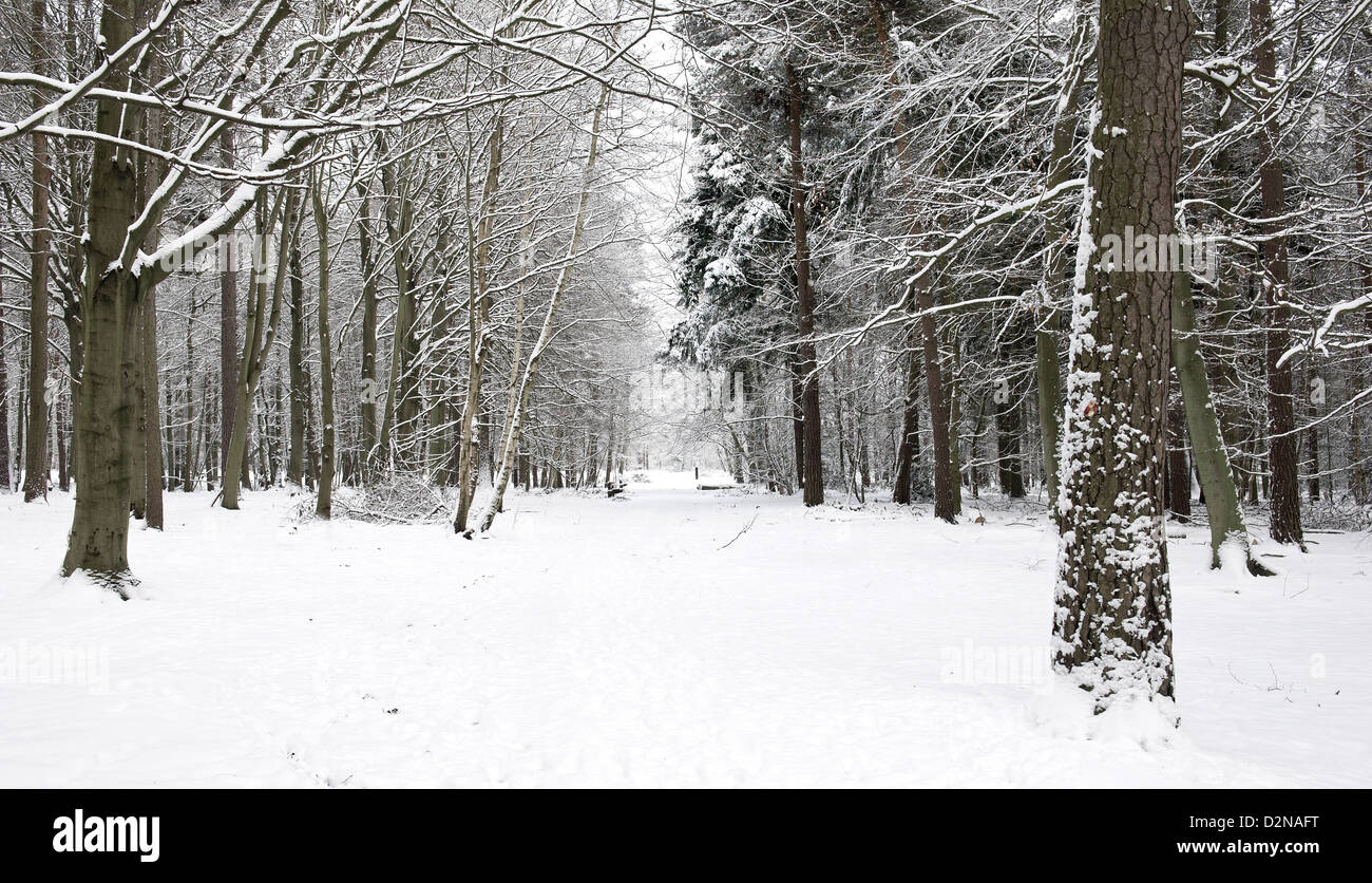 A path running through snow covered woodland Stock Photo - Alamy