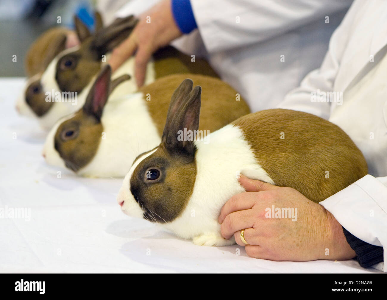 Rabbit show burgess hi-res stock photography and images - Alamy