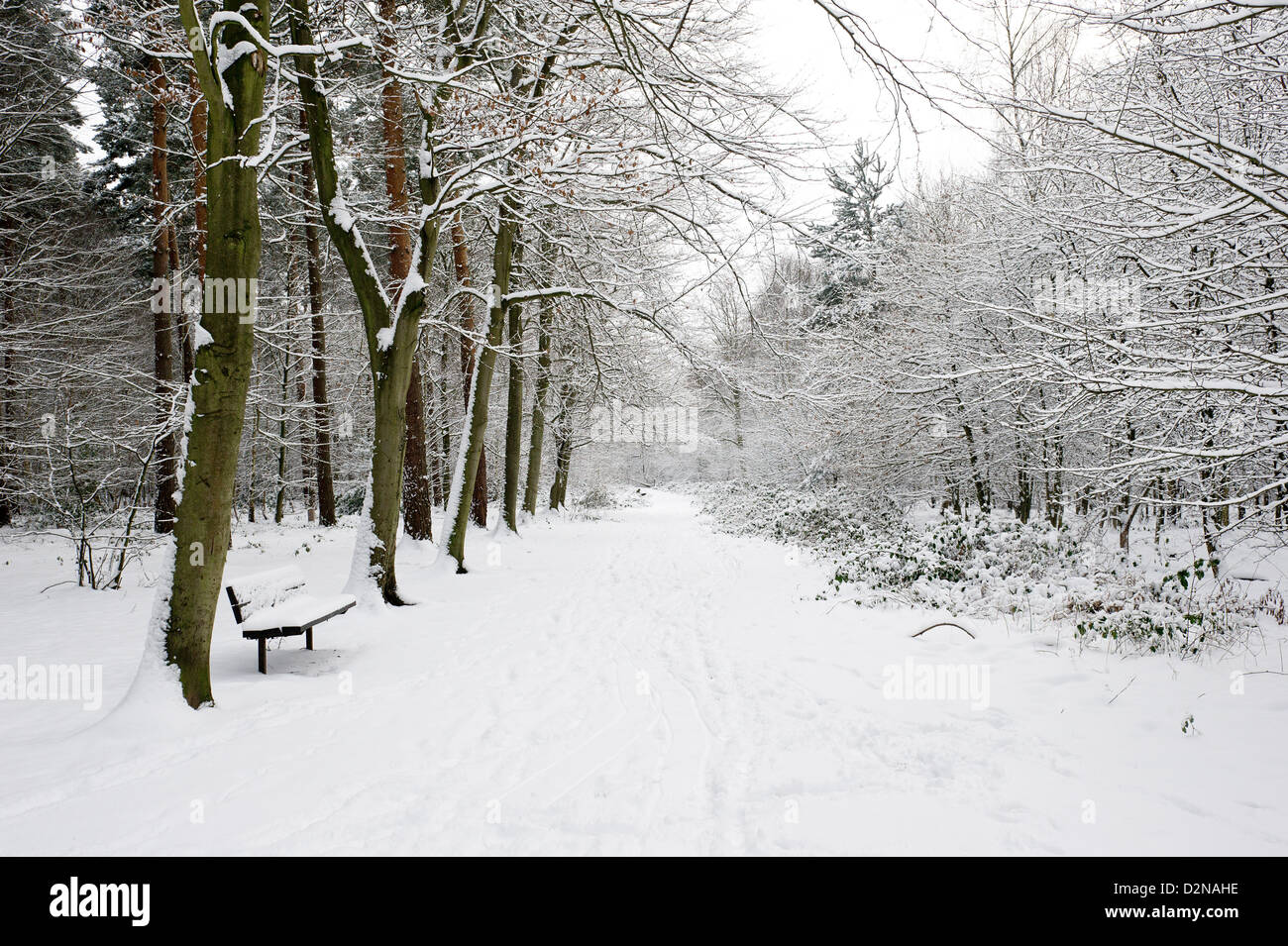 A path running through snow covered woodland Stock Photo - Alamy