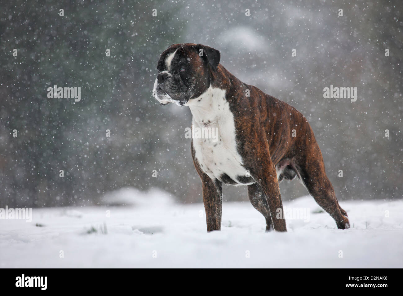 Boxer dog in the snow in forest during snowfall in winter Stock Photo ...