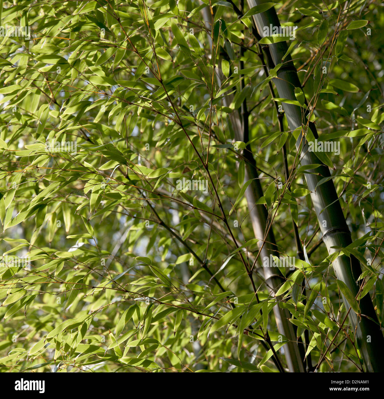 Moso Bamboo High Resolution Stock Photography and Images - Alamy
