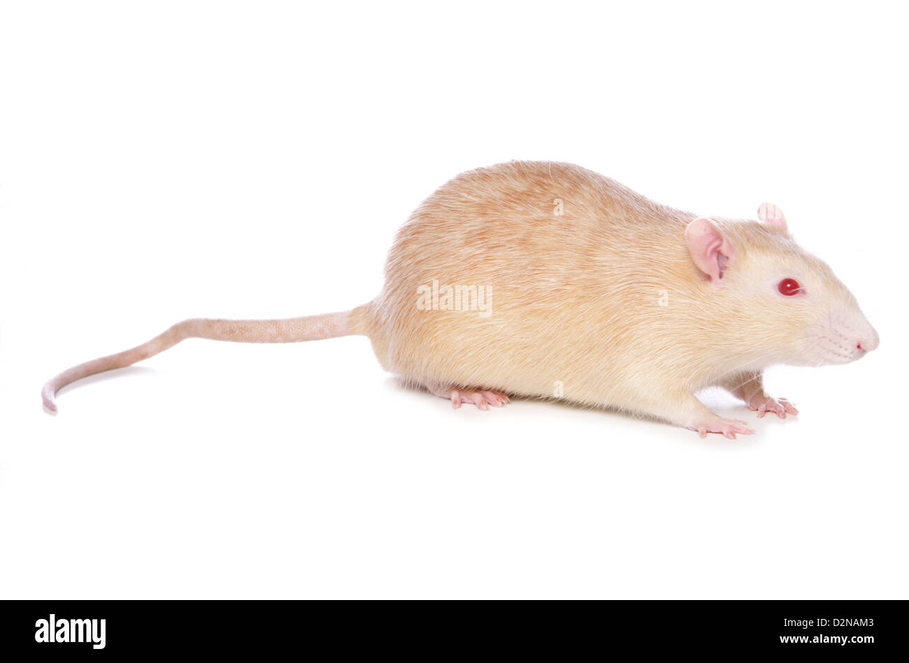 Albino rat studio cutout Stock Photo - Alamy