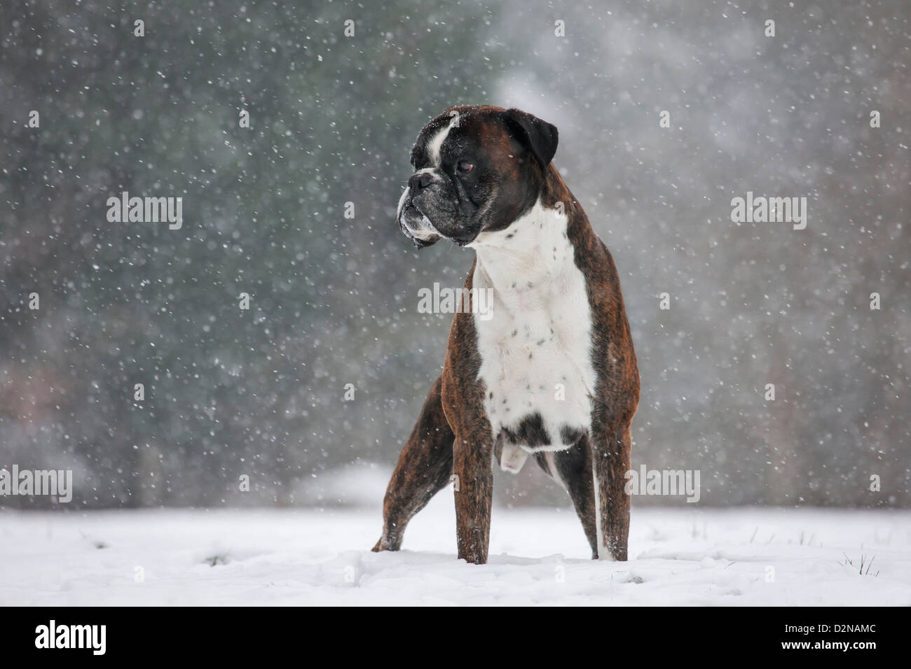 Boxer dog hi-res stock photography and images - Alamy