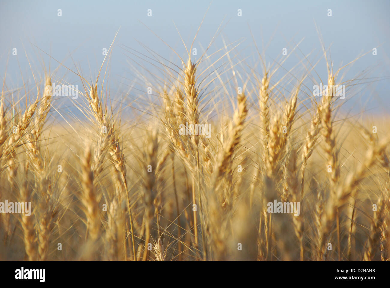 Wheat plant hi-res stock photography and images - Alamy
