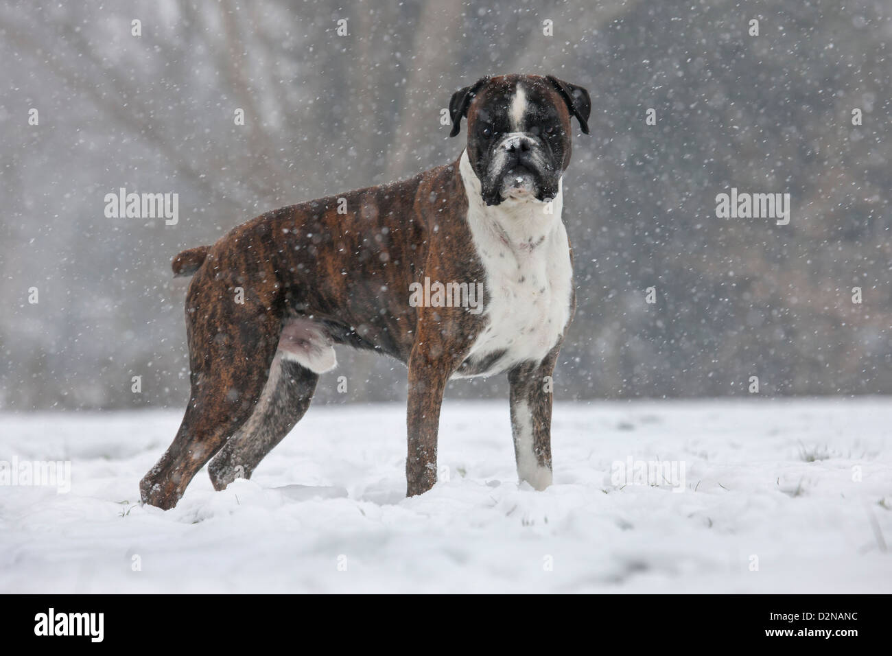 Winter weather dog hi-res stock photography and images - Alamy