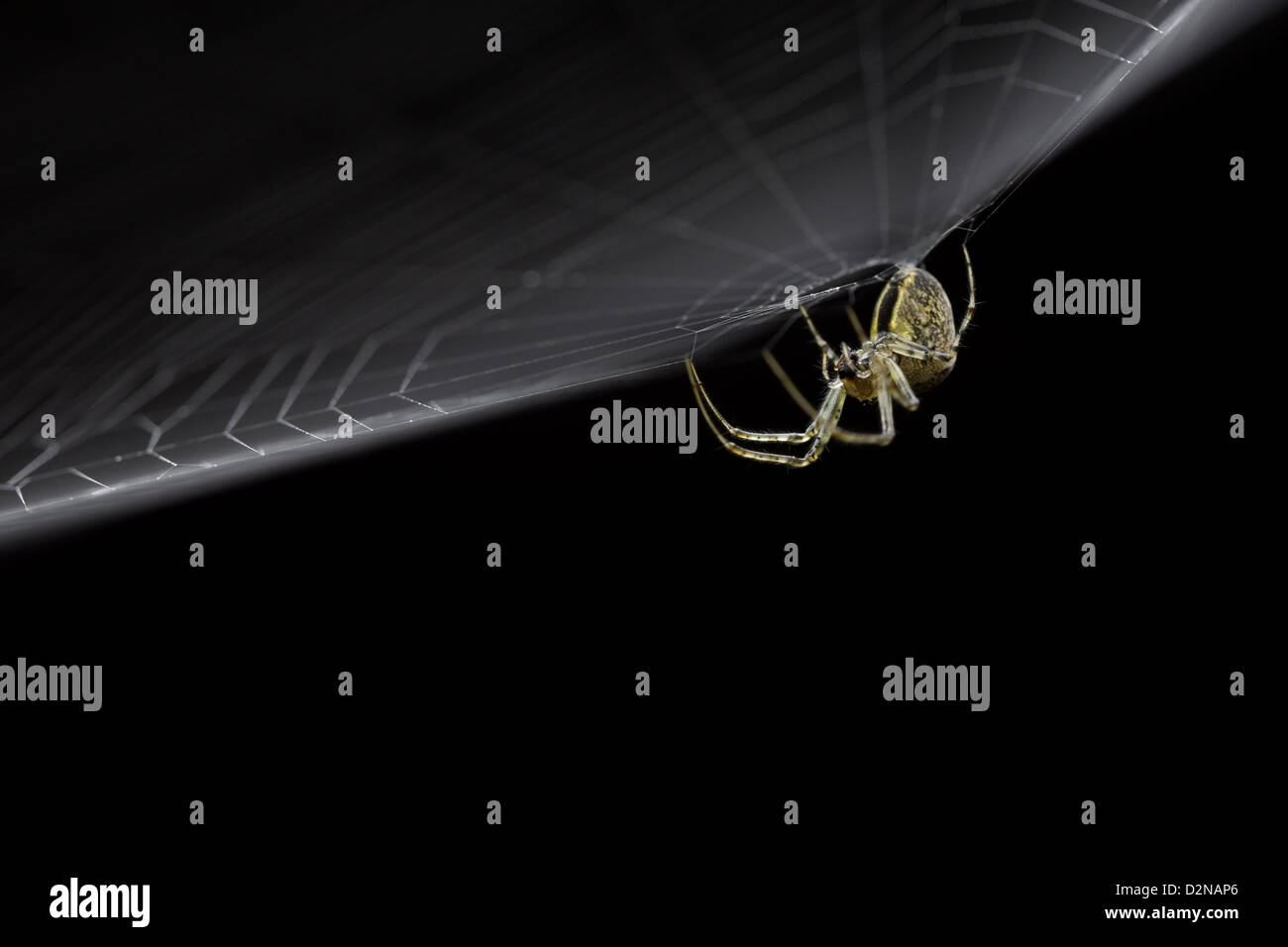 spider hanging from its web lit from above with a dark background Stock ...
