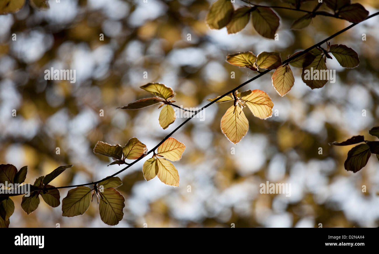 Fagus sylvatica 'Purpurea' - Copper Beech, young leaves Stock Photo - Alamy