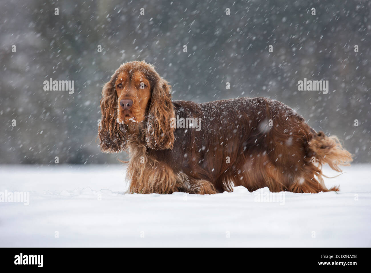 Spaniel dog outdoors hi-res stock photography and images - Alamy