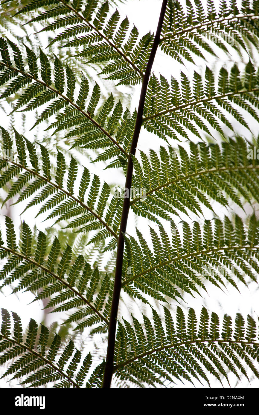 Tasmanian tree fern hi-res stock photography and images - Alamy