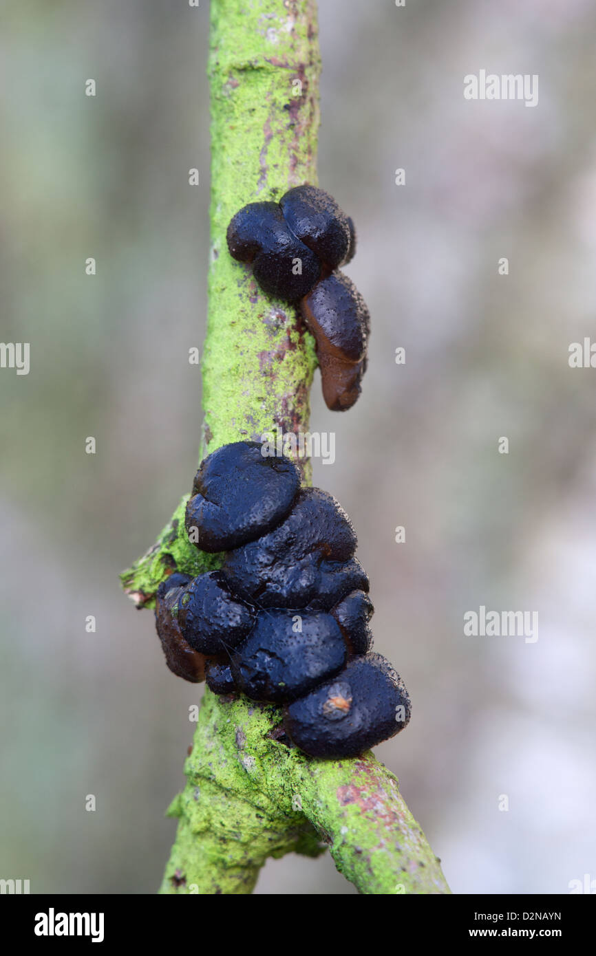 Black Bulgar Bulgaria inquinans fruiting bodies on an Oak tree branch ...
