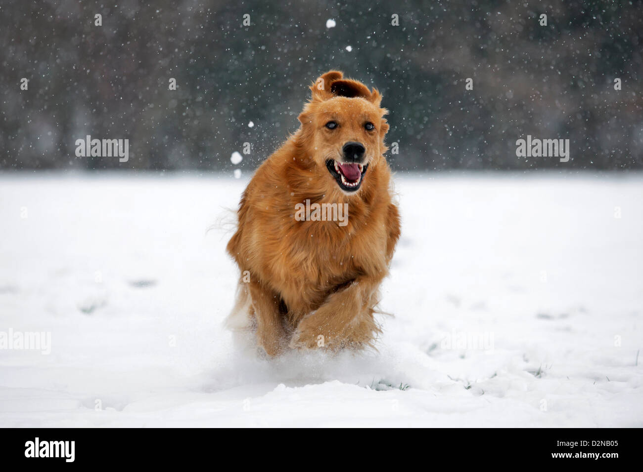Snow fun in winter forest hi-res stock photography and images - Alamy