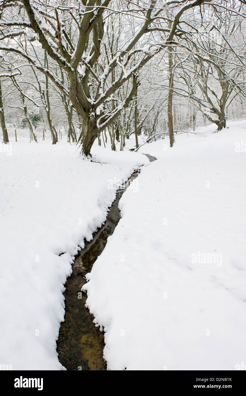 Stream running through trees hi-res stock photography and images - Alamy