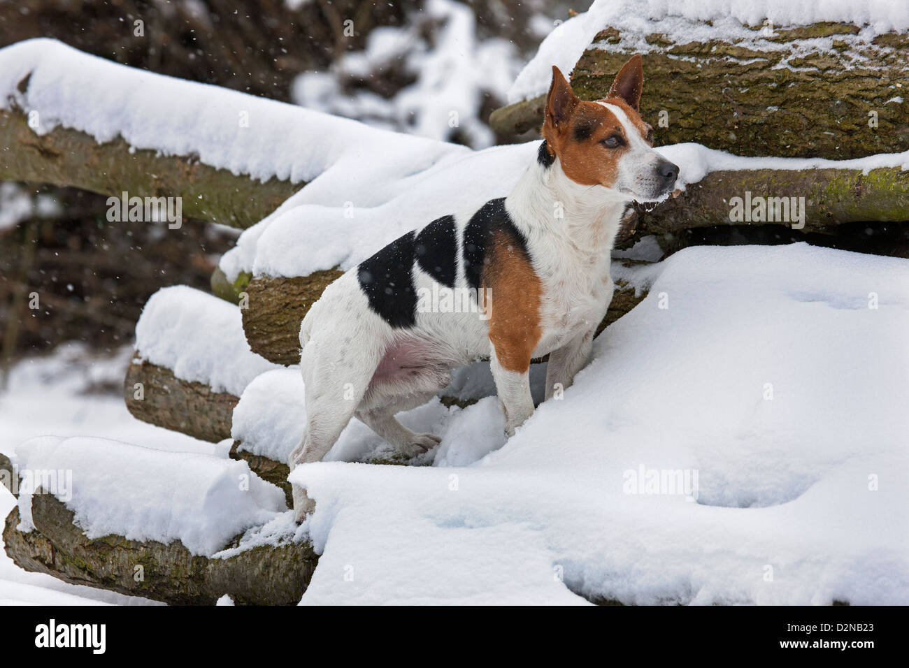 Jack Russell terrier dog on wood pile in forest in the snow during ...