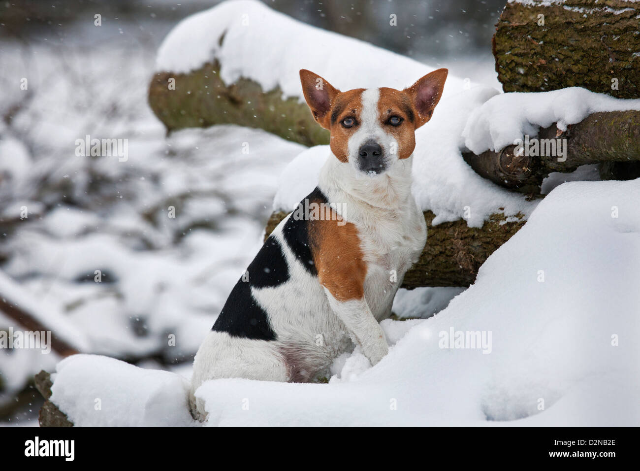 Jack Russell terrier dog on wood pile in forest in the snow during ...