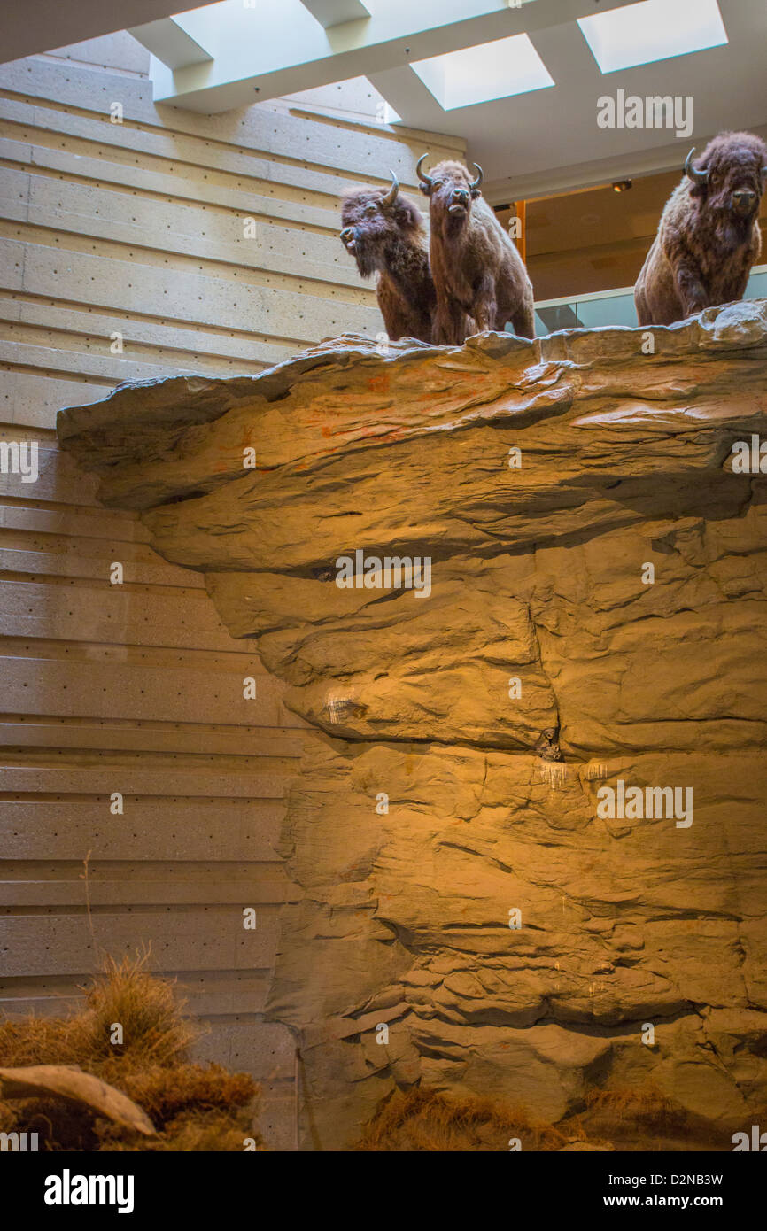 Head smashed in buffalo jump alberta hi-res stock photography and ...