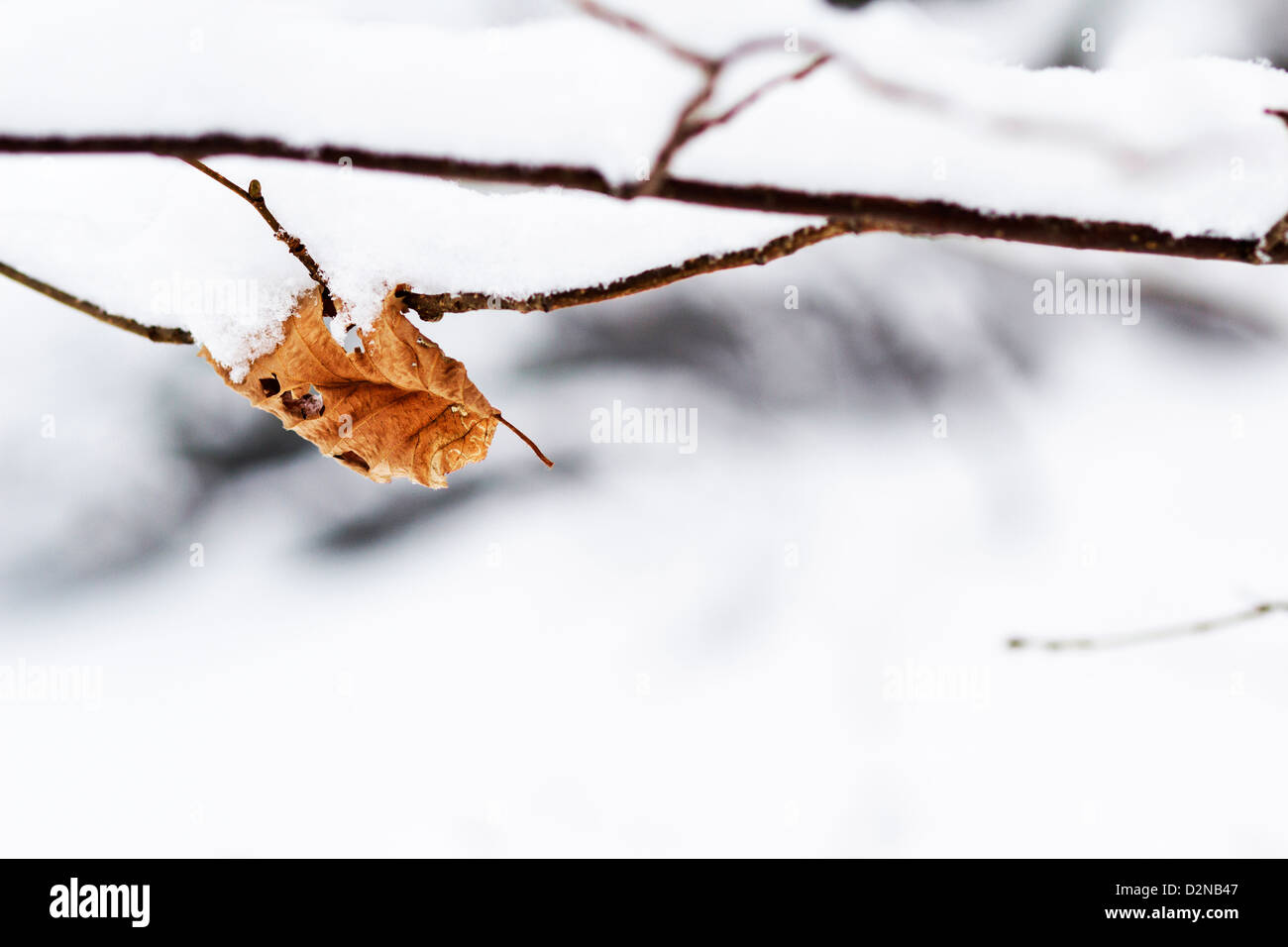 Dry Leaf Covered By The Snow Stock Photo - Alamy