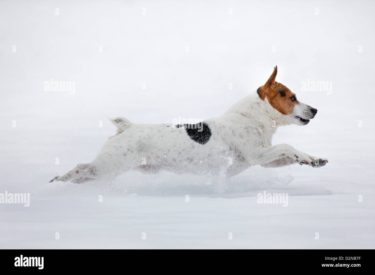 Jack Russell terrier dog running in the snow during snowfall in winter ...