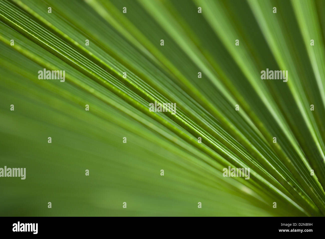 A close up photograph of a green leaf showing the veins and ridges ...