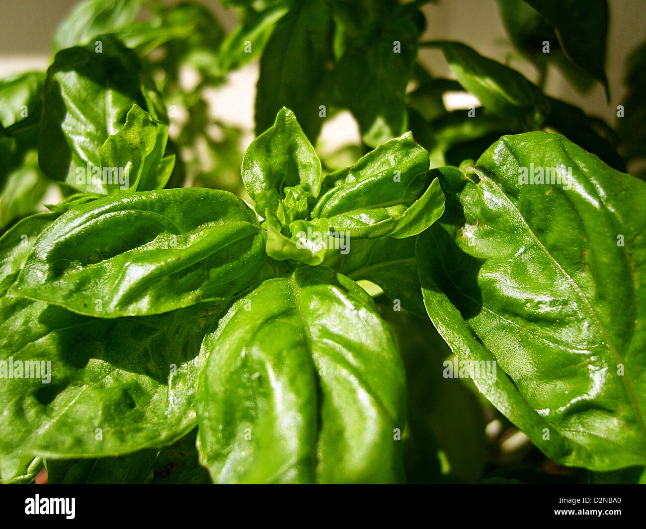 one basil plant Stock Photo - Alamy