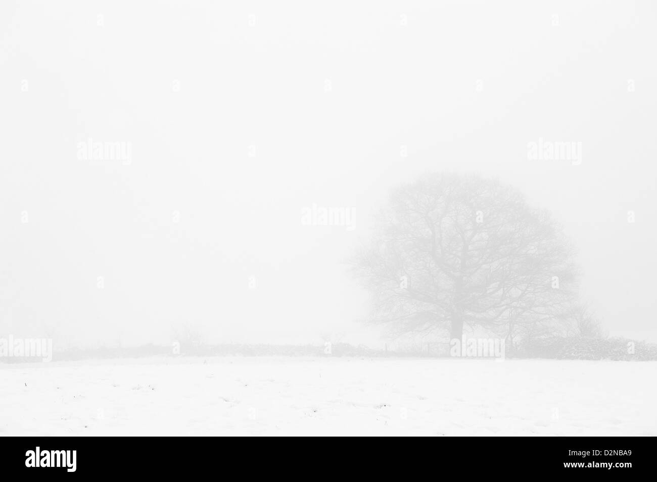Freezing tree hi-res stock photography and images - Alamy