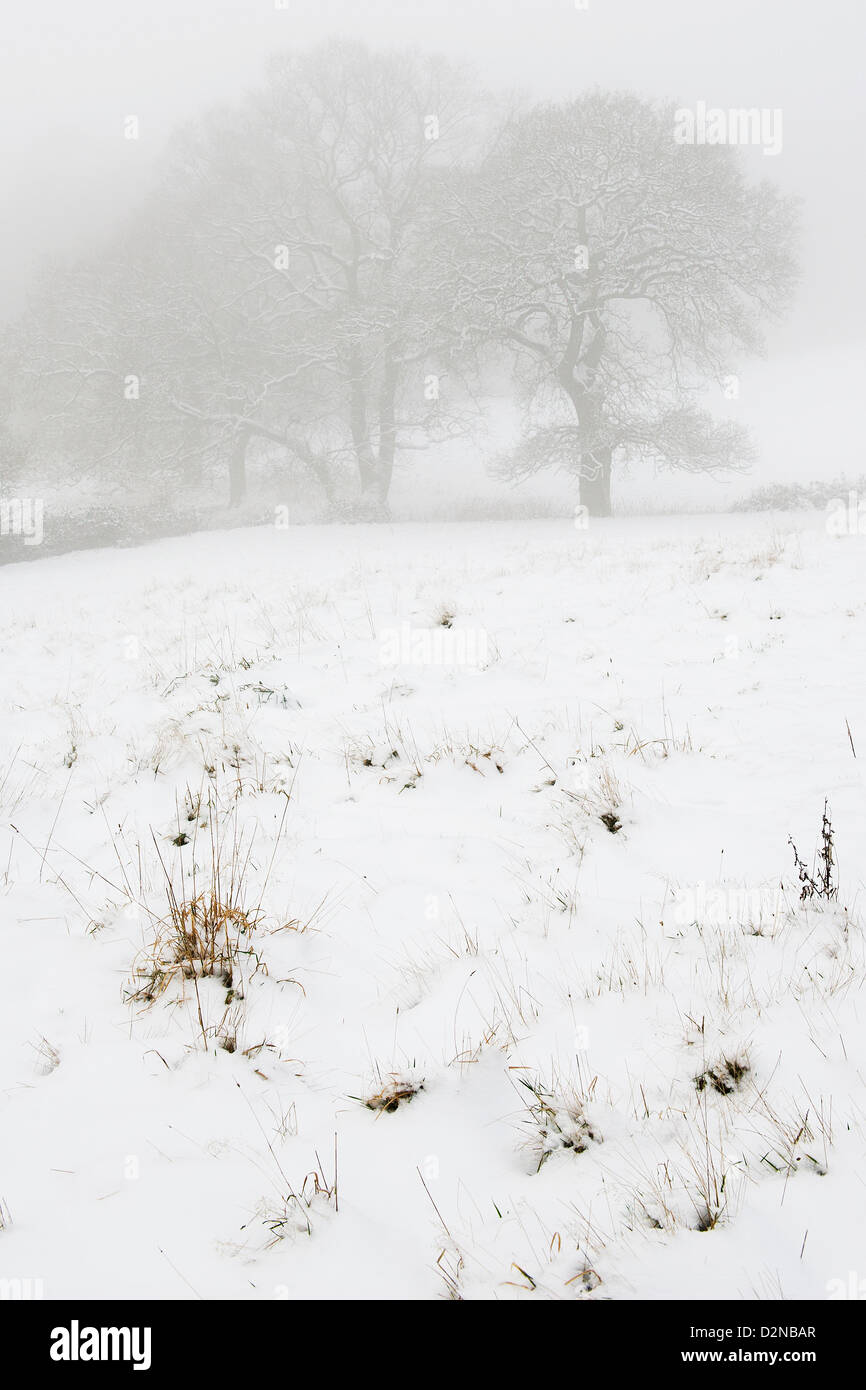 Freezing fog trees frosted hi-res stock photography and images - Alamy