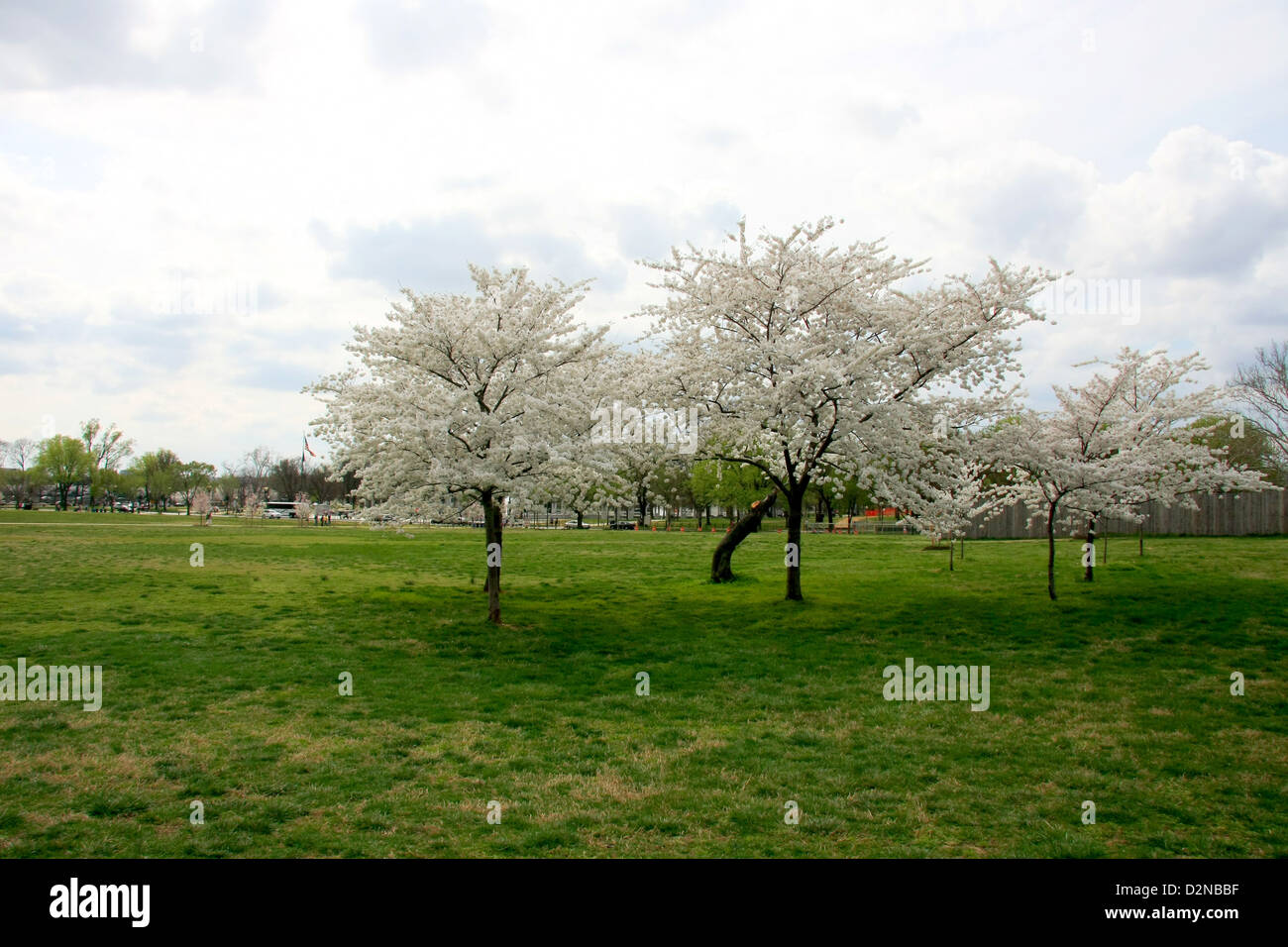 Blooming cherry trees in a park Stock Photo - Alamy