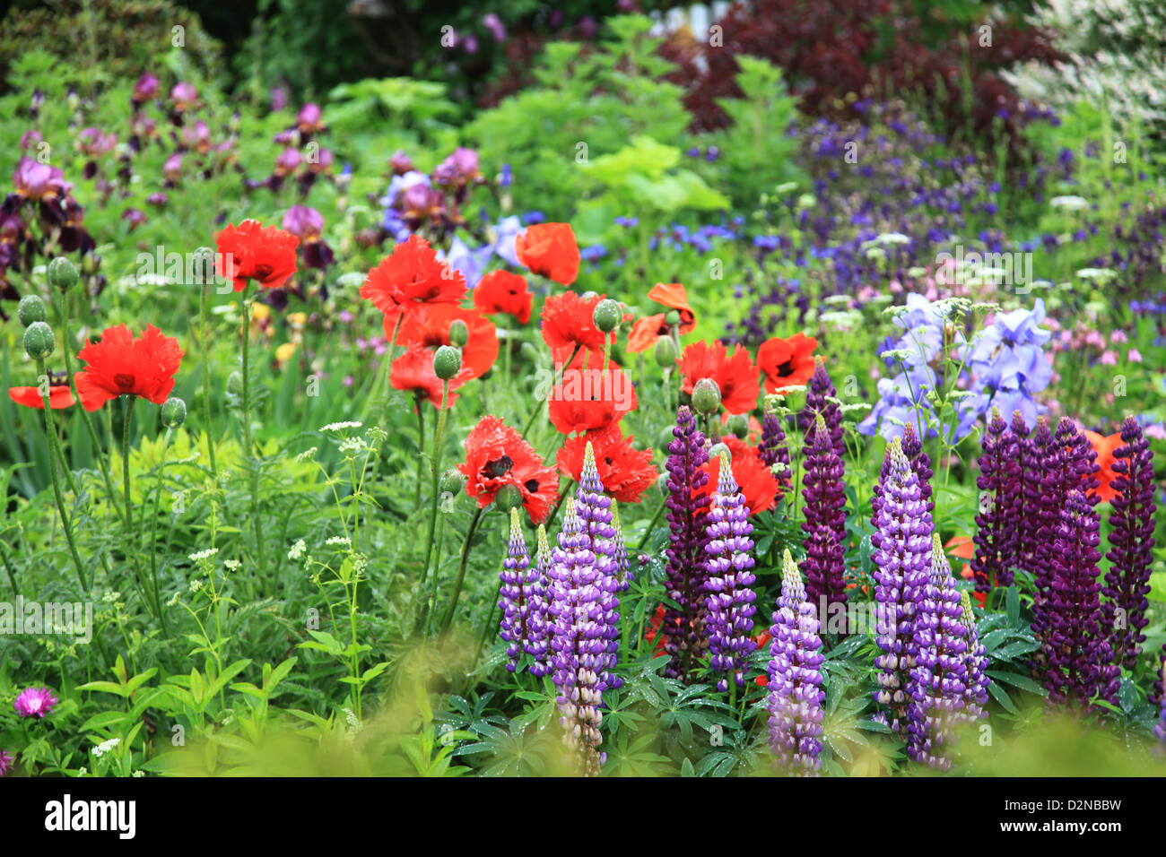 Garden bed with poppy hi-res stock photography and images - Alamy