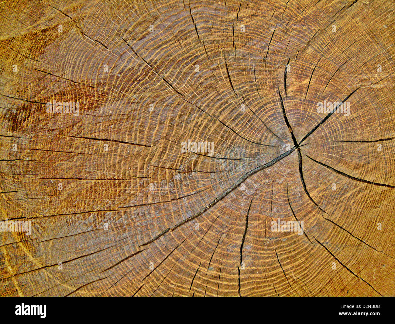 sawed-off tree trunk of an oak tree with annual rings Stock Photo - Alamy